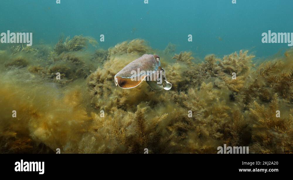 Australian Giant Cuttlefish Aggregation (Sepia apama) Underwater in ...