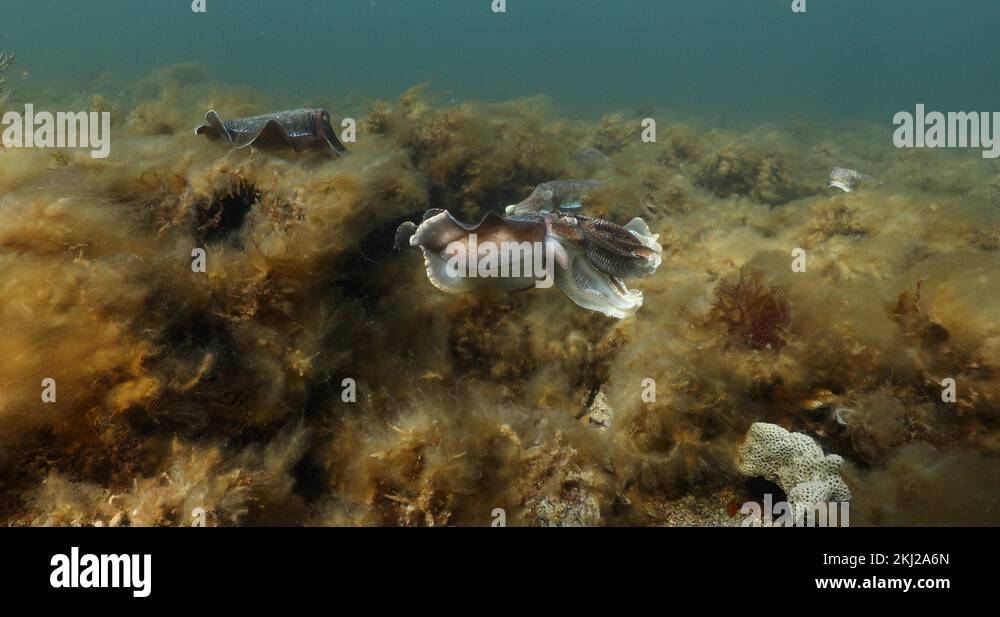 Australian Giant Cuttlefish Aggregation (Sepia apama) Underwater in ...