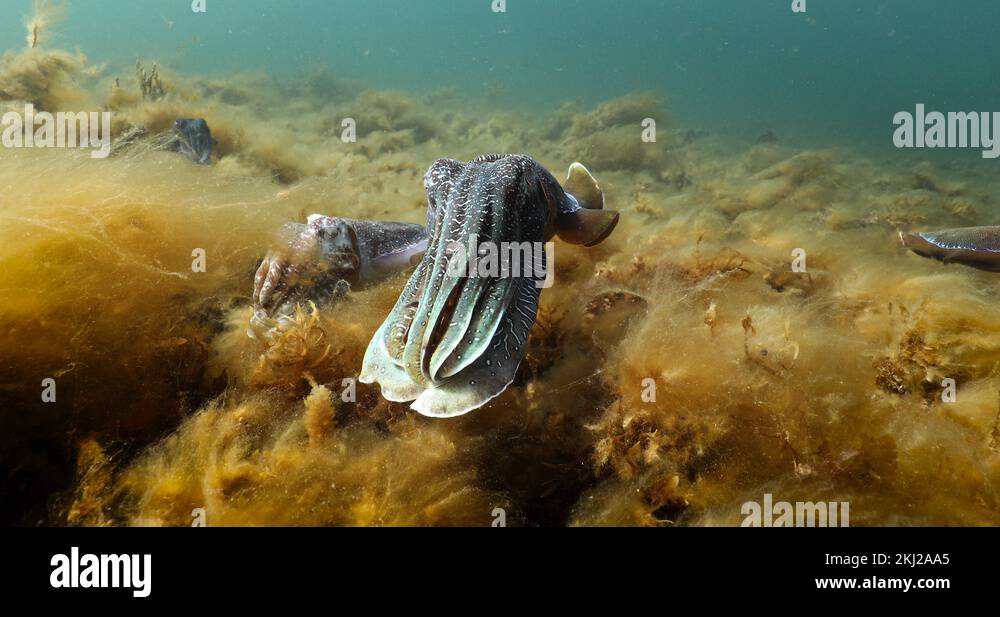 Australian Giant Cuttlefish Aggregation (Sepia apama) Underwater in ...