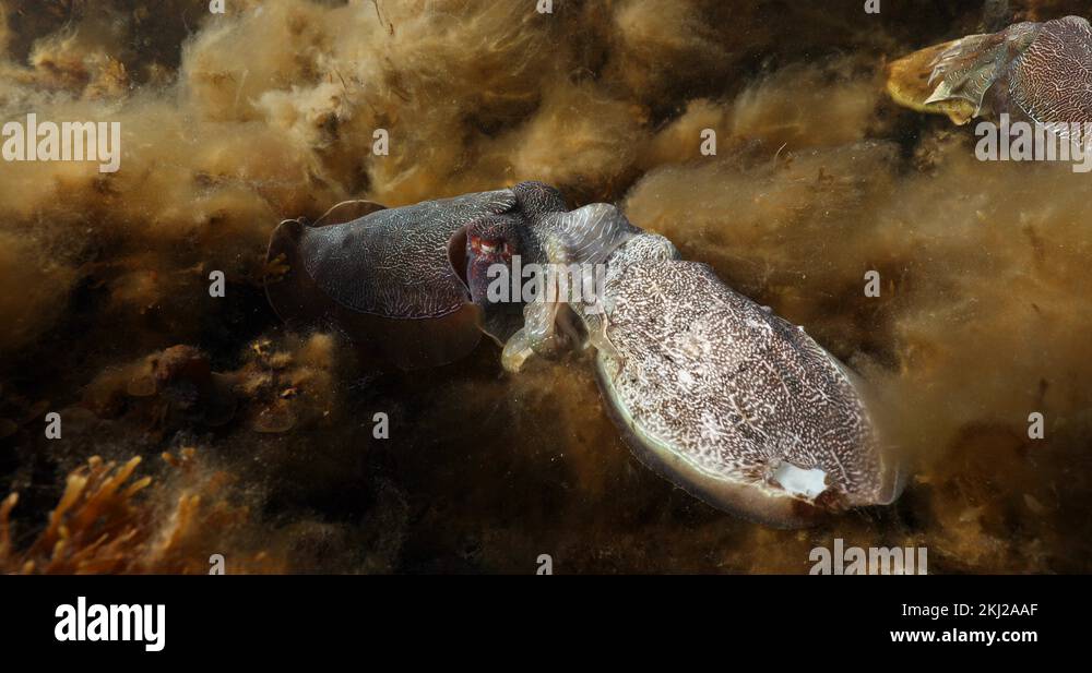 Australian Giant Cuttlefish Mating Aggregation (Sepia apama) Underwater ...