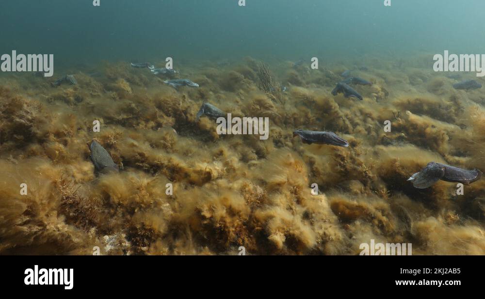 Australian Giant Cuttlefish Aggregation (Sepia apama) Underwater in ...