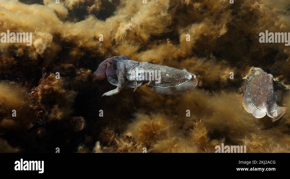 Australian Giant Cuttlefish Mating Aggregation (Sepia apama) Underwater ...