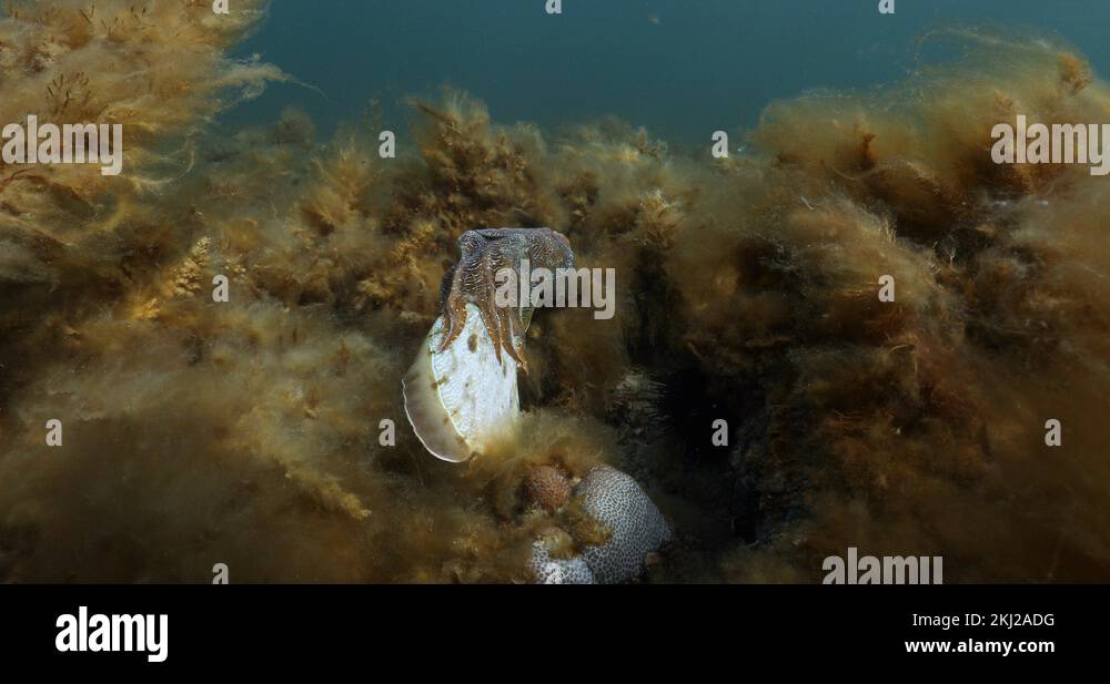 Australian Giant Cuttlefish Mating Aggregation (Sepia apama) Underwater ...