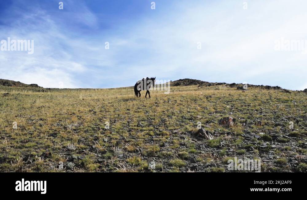 Horse tribe Stock Videos & Footage - HD and 4K Video Clips - Alamy