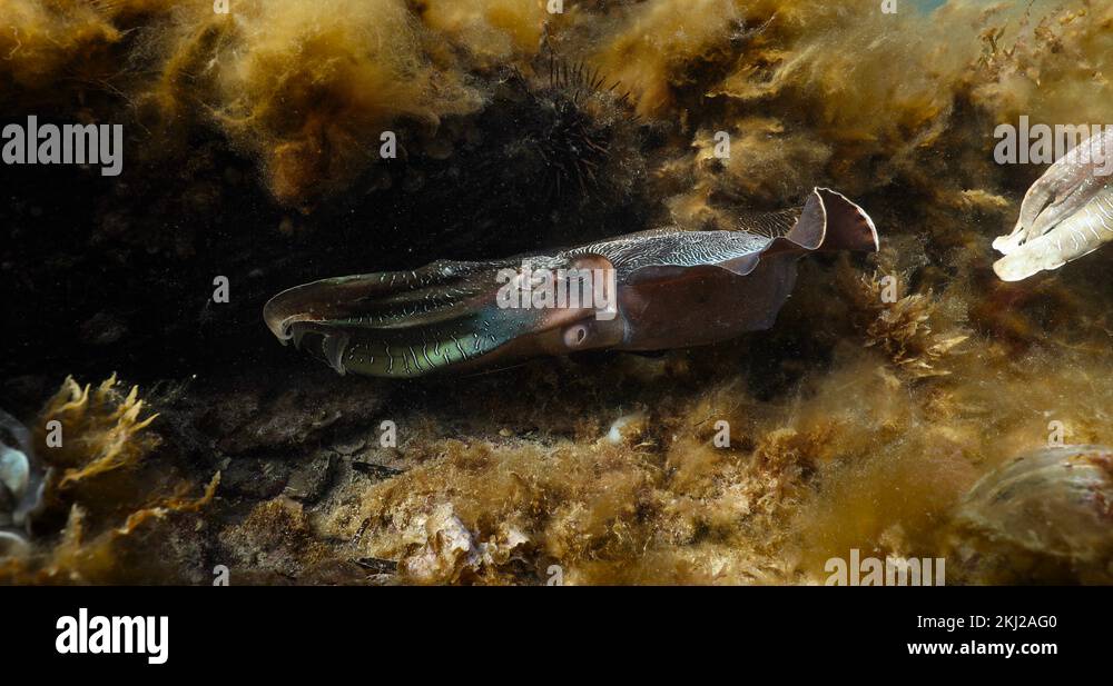 Australian Giant Cuttlefish Aggregation (Sepia apama) Underwater in ...