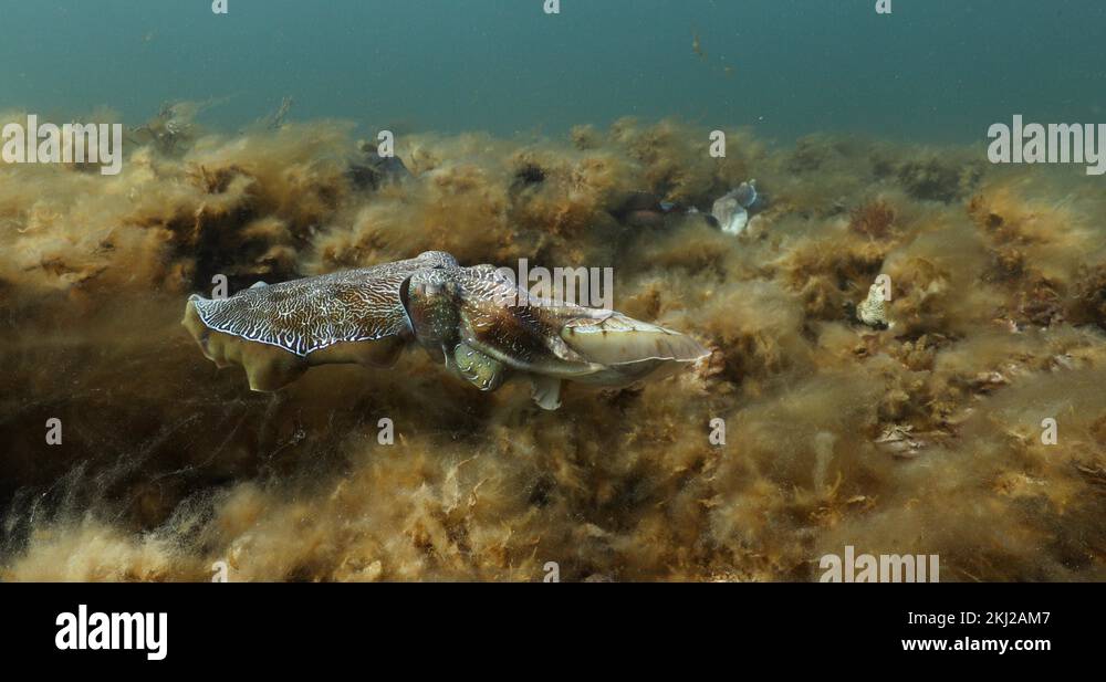 Australian Giant Cuttlefish Mating Aggregation (Sepia apama) Underwater ...