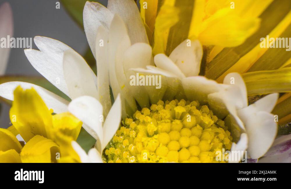 Inflorescence (capitulum) Stock Videos & Footage - HD and 4K Video ...