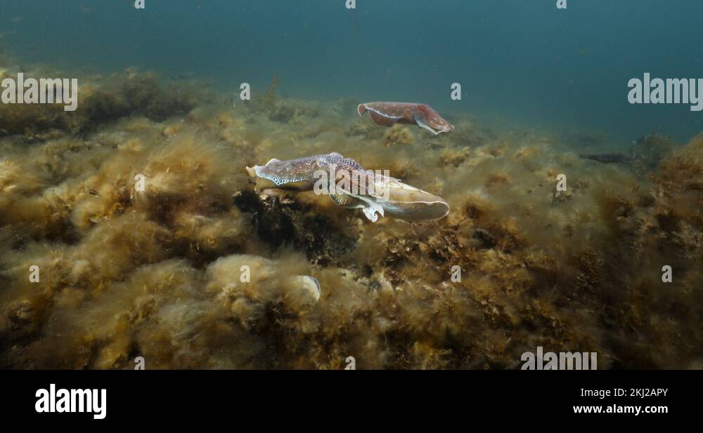 Australian Giant Cuttlefish Mating Aggregation (Sepia apama) Underwater ...