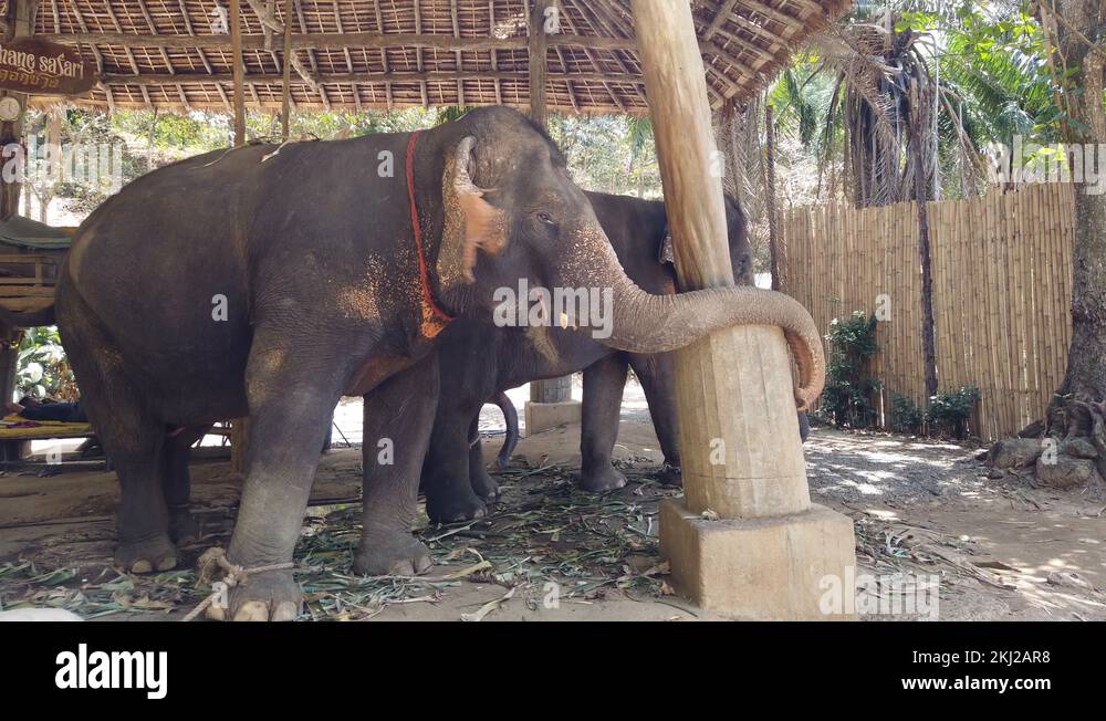 Elephants stand in a enclosure at an elephant farm in Thailand, Phuket ...