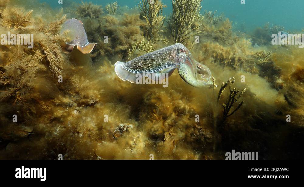 Australian Giant Cuttlefish Aggregation (Sepia apama) Underwater in ...