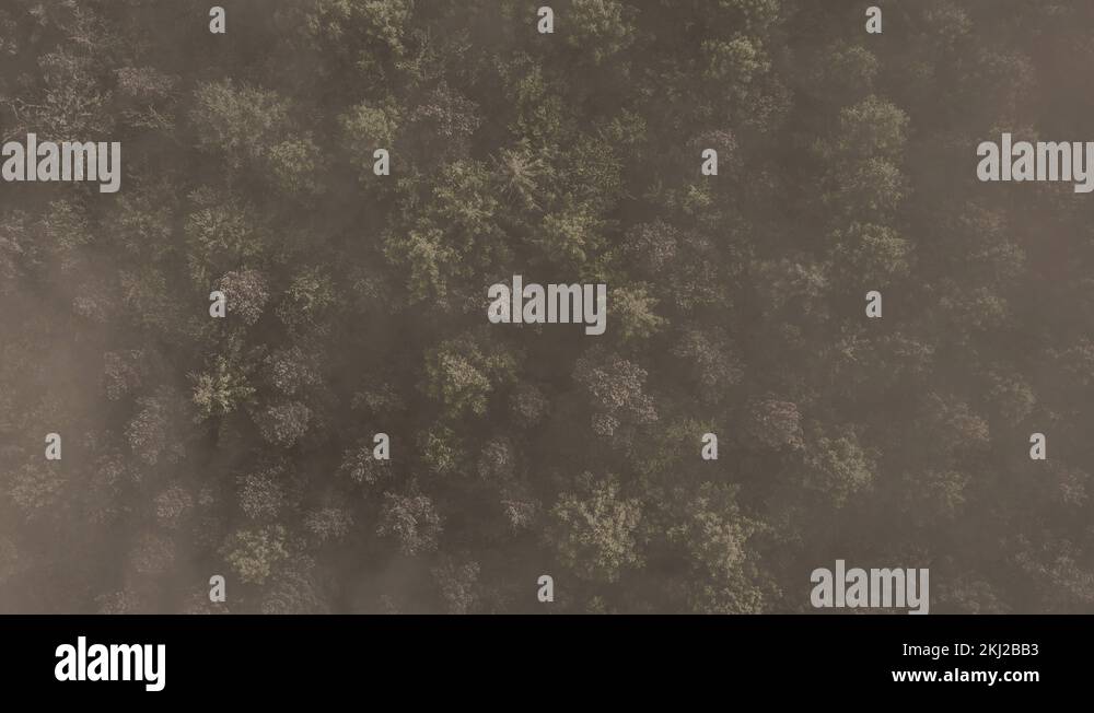 Japan forest mist trees Stock Videos & Footage - HD and 4K Video Clips ...