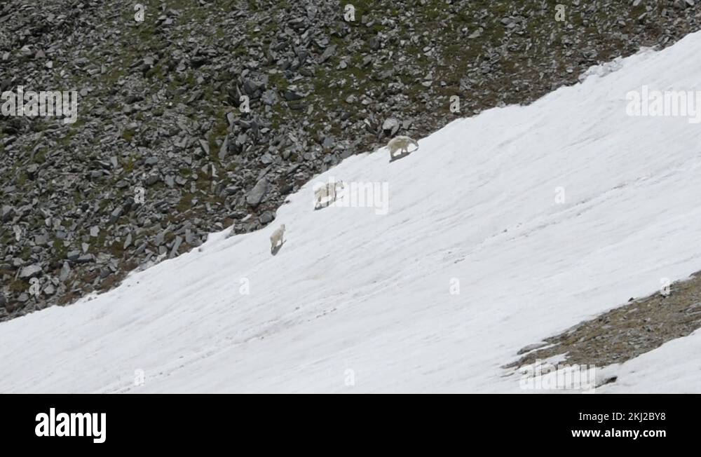 Snowfield peak Stock Videos & Footage - HD and 4K Video Clips - Alamy