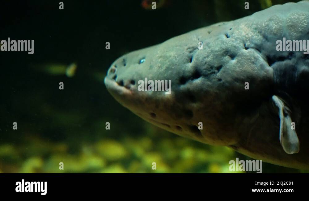 Electric eel head Stock Videos & Footage - HD and 4K Video Clips - Alamy