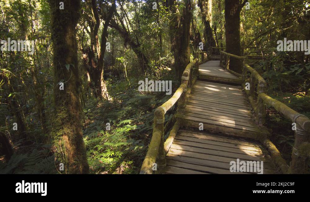 Shady hiking trail Stock Videos & Footage - HD and 4K Video Clips - Alamy