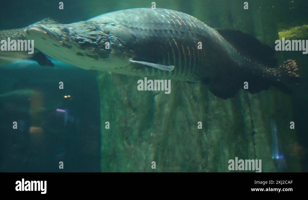 Dull face Stock Videos & Footage - HD and 4K Video Clips - Alamy