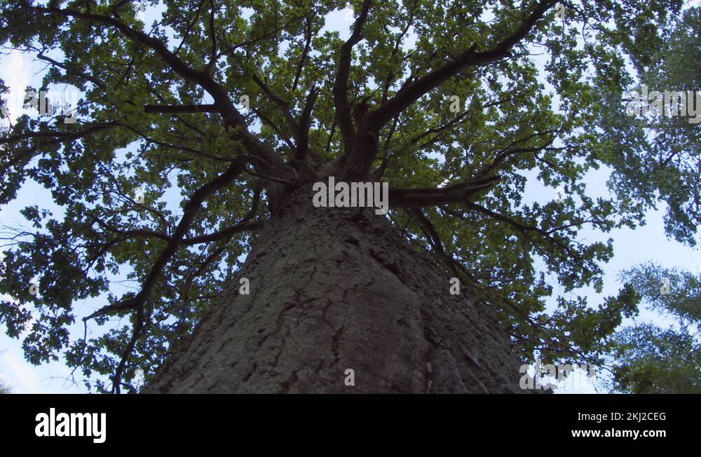 Low angle perspective of oak tree and its widespread, leafy branches ...