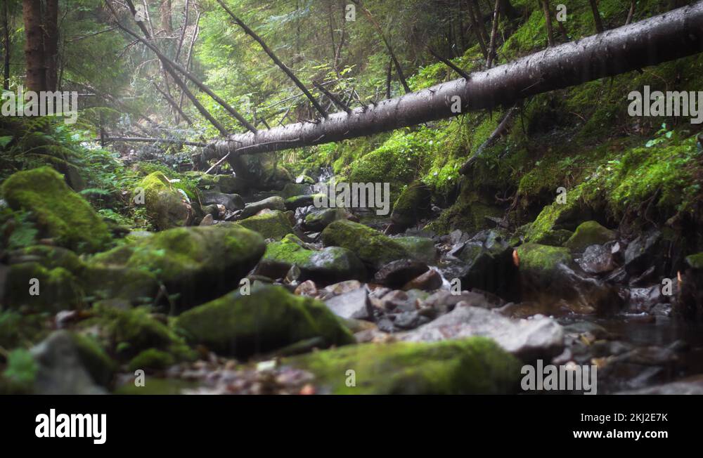 Log bridges Stock Videos & Footage - HD and 4K Video Clips - Alamy