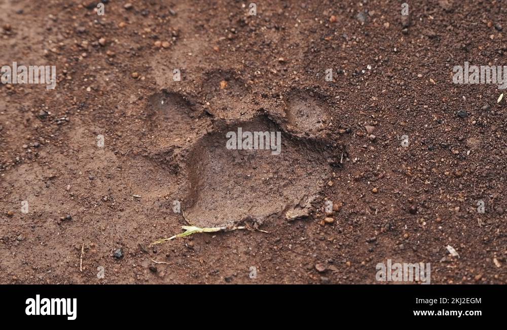 Lion footprint Stock Videos & Footage - HD and 4K Video Clips - Alamy