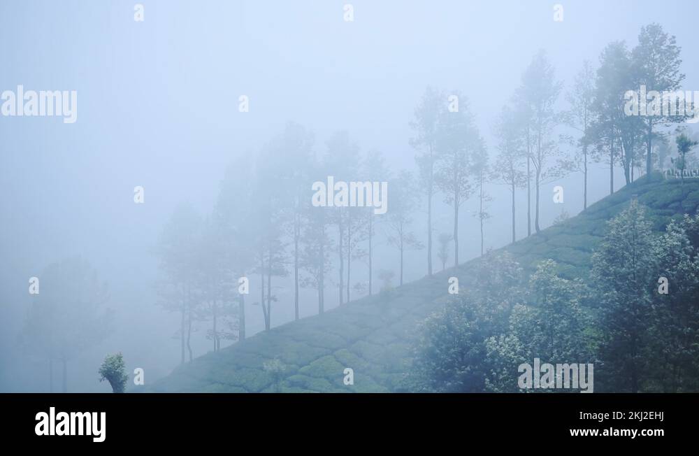 Trees and tea plantation Stock Videos & Footage - HD and 4K Video Clips ...