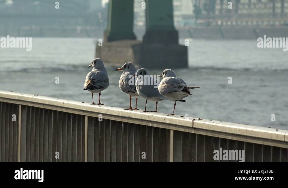 Railing birds Stock Videos & Footage - HD and 4K Video Clips - Alamy