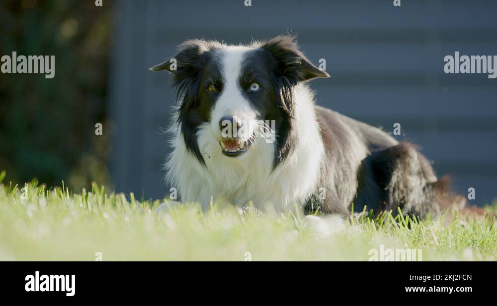 8K - Exited odd-eyed Border Collie dog is ready to play with it's toy ...