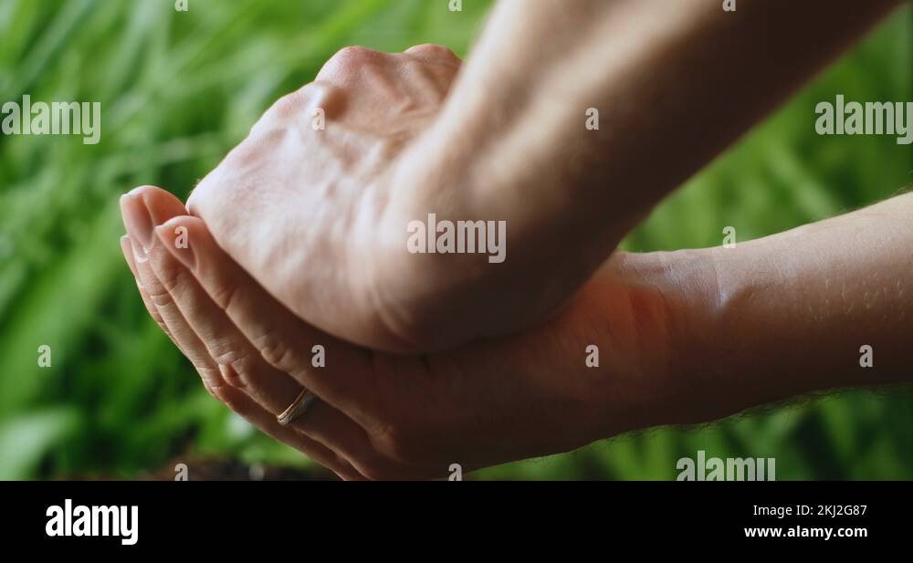 Open palms and hold a young seedling of a plant in an open palm and ...