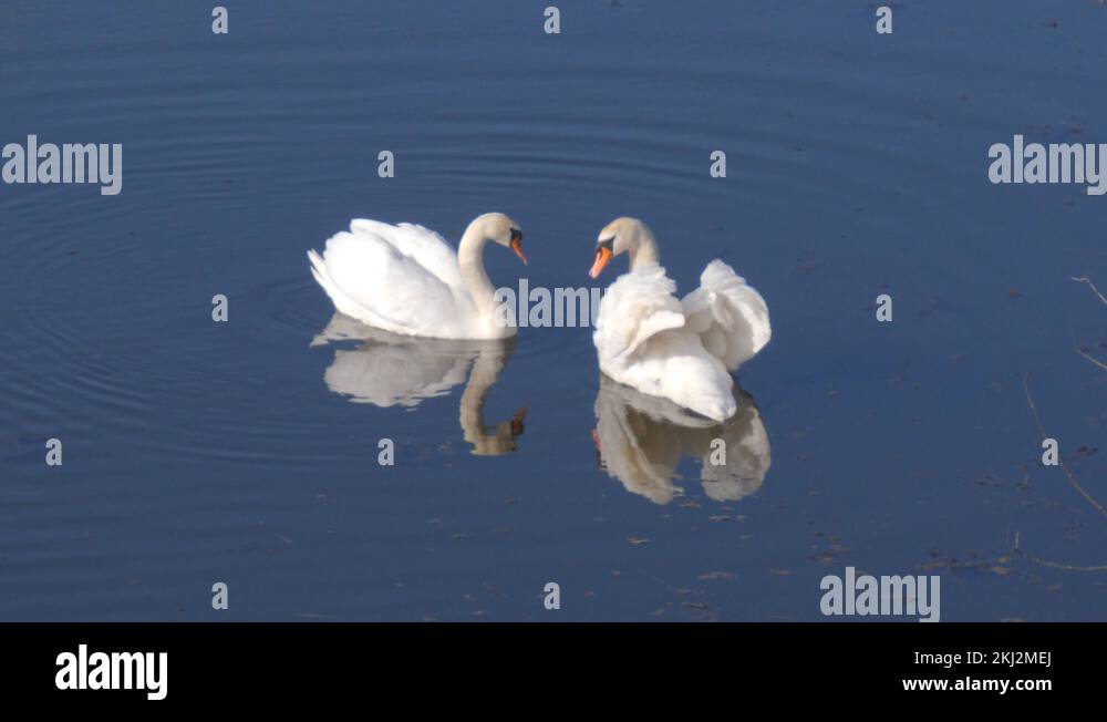 Water up to their necks Stock Videos & Footage - HD and 4K Video Clips ...
