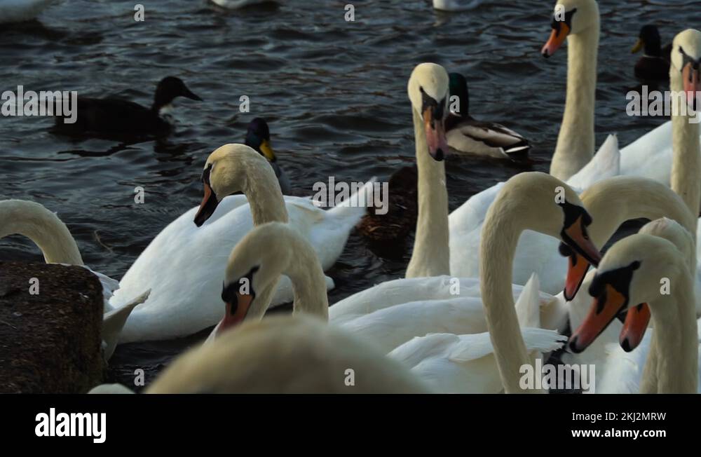 Beautiful water animals Stock Videos & Footage - HD and 4K Video Clips ...