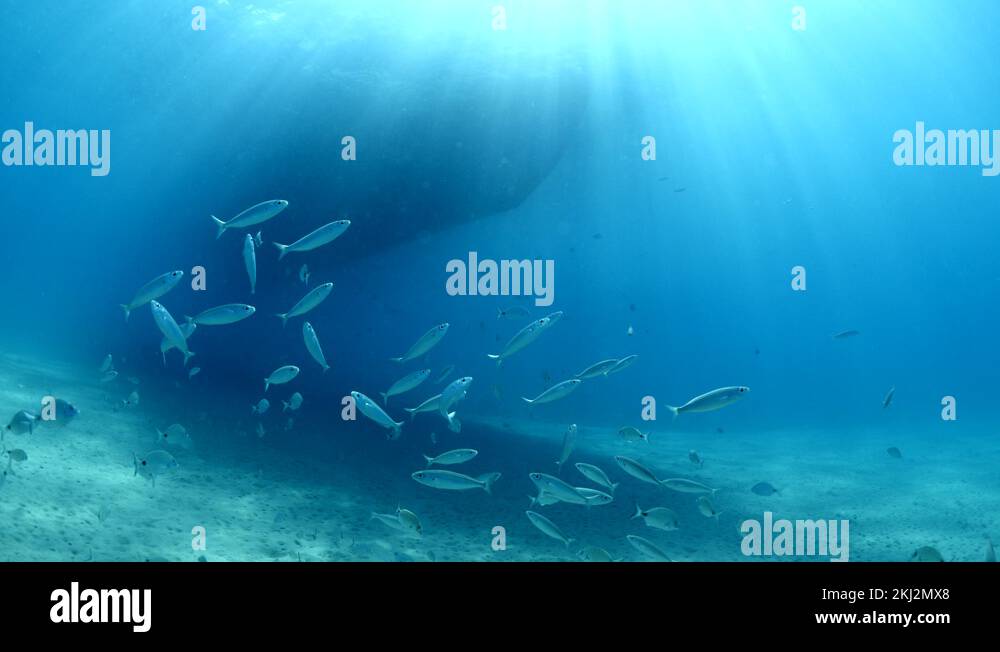 sun beams and sun rays under the boat scenery with fish underwater ...