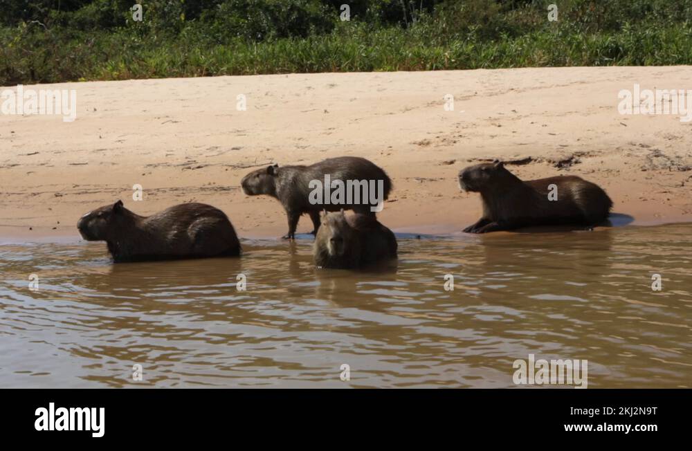 Capybaras rainforest Stock Videos & Footage - HD and 4K Video Clips - Alamy