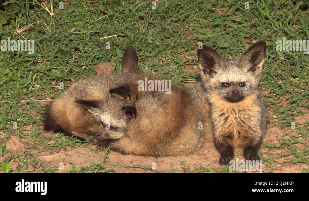 Awake save Stock Videos & Footage - HD and 4K Video Clips - Alamy