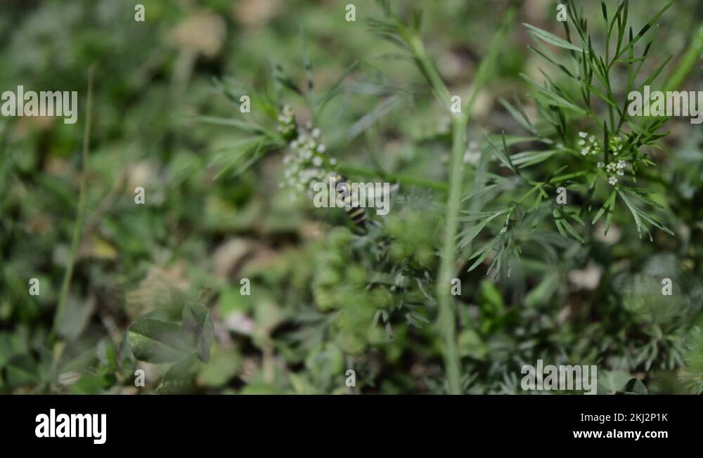 Abdomen of insect Stock Videos & Footage - HD and 4K Video Clips - Alamy