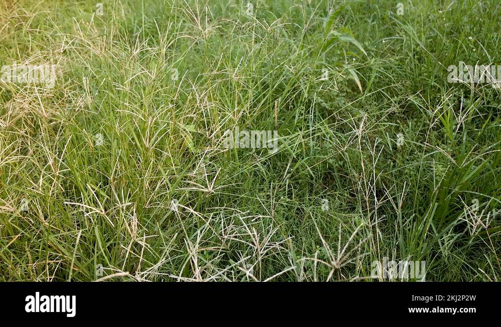 Grass beds Stock Videos & Footage - HD and 4K Video Clips - Alamy