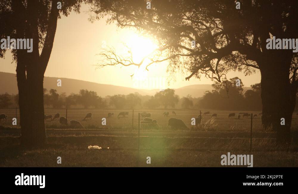 Australian sheep farming Stock Videos & Footage - HD and 4K Video Clips ...