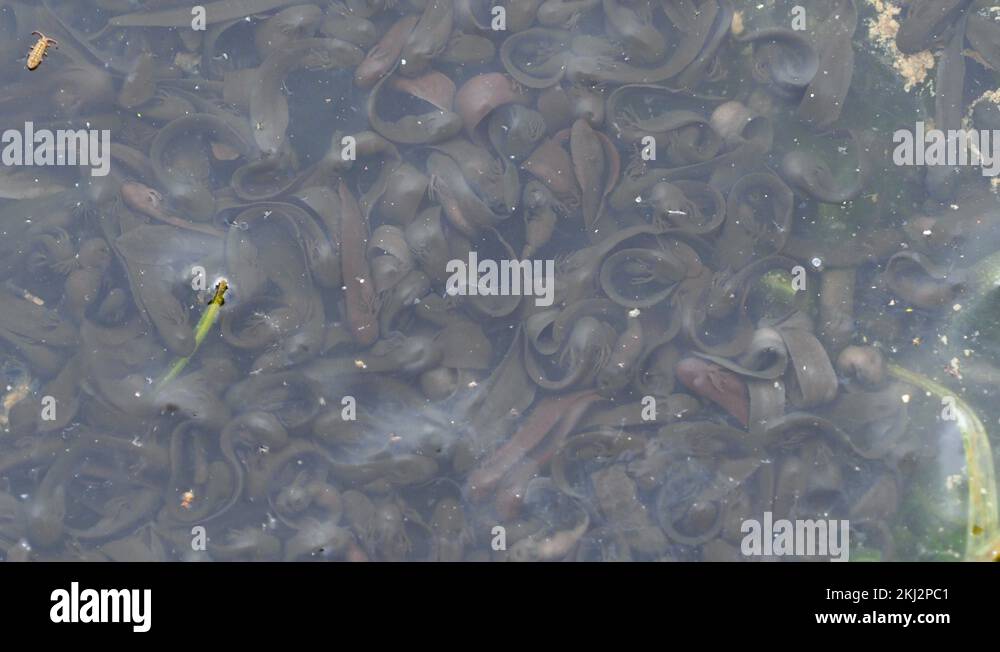 Frogspawn and tadpoles Stock Videos & Footage - HD and 4K Video Clips ...