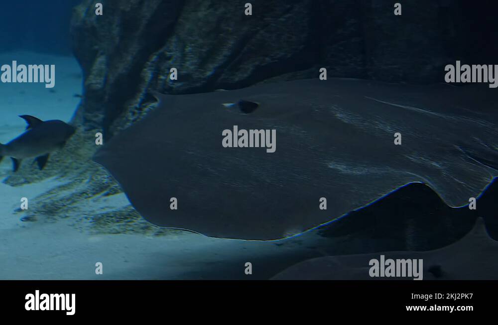 Giant stingray fish river Stock Videos & Footage - HD and 4K Video ...