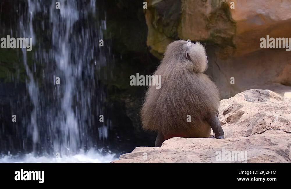 Back View Of A Furry Hamadryas Baboon Resting On The Rock Beside A ...