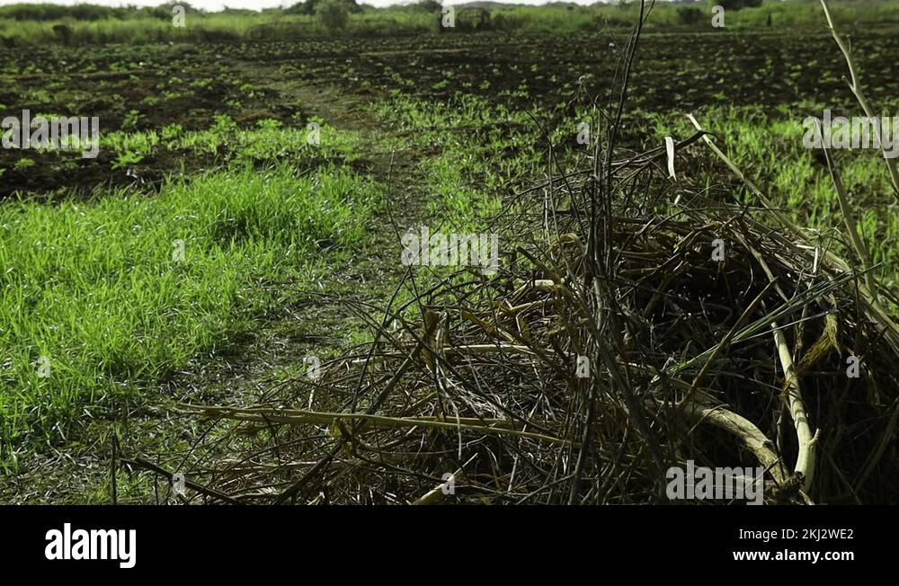 Africa subsistence Stock Videos & Footage - HD and 4K Video Clips - Alamy