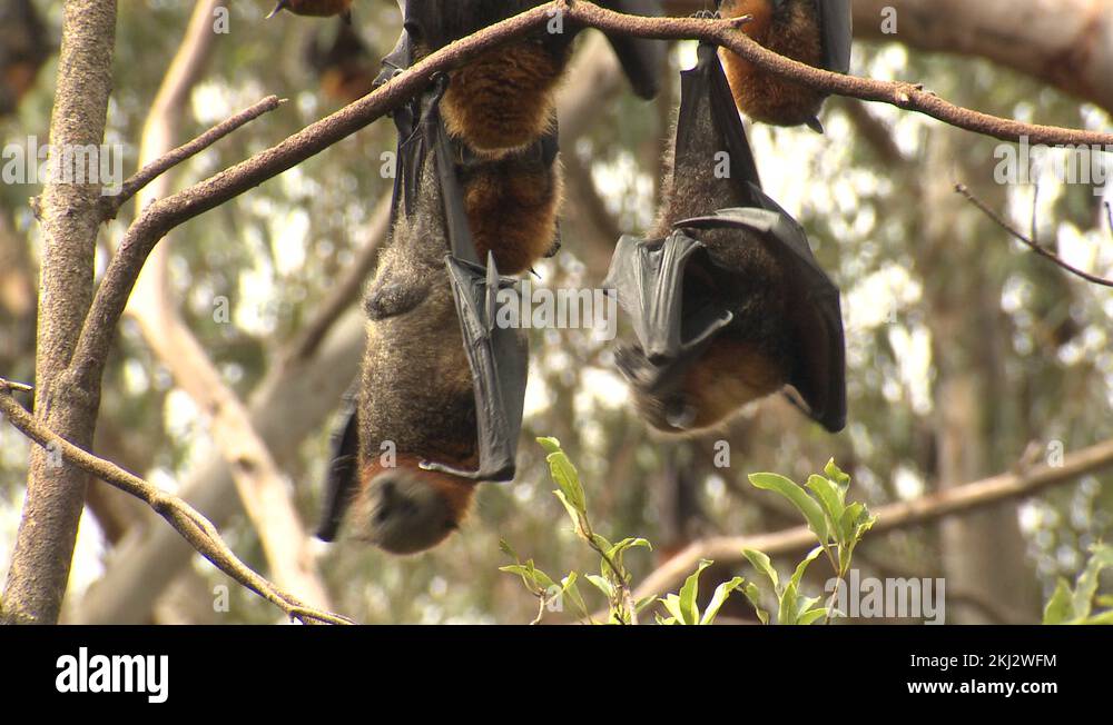 Grey-headed Flying Fox Bat Many Bats Resting Hanging Upside Down in ...