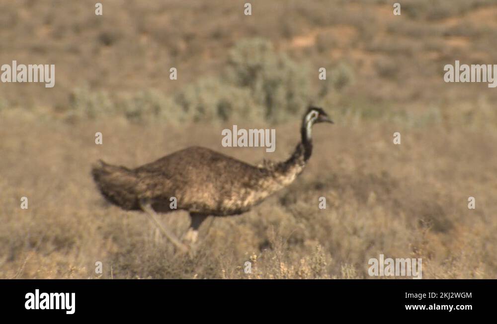 Emu running australia Stock Videos & Footage - HD and 4K Video Clips ...