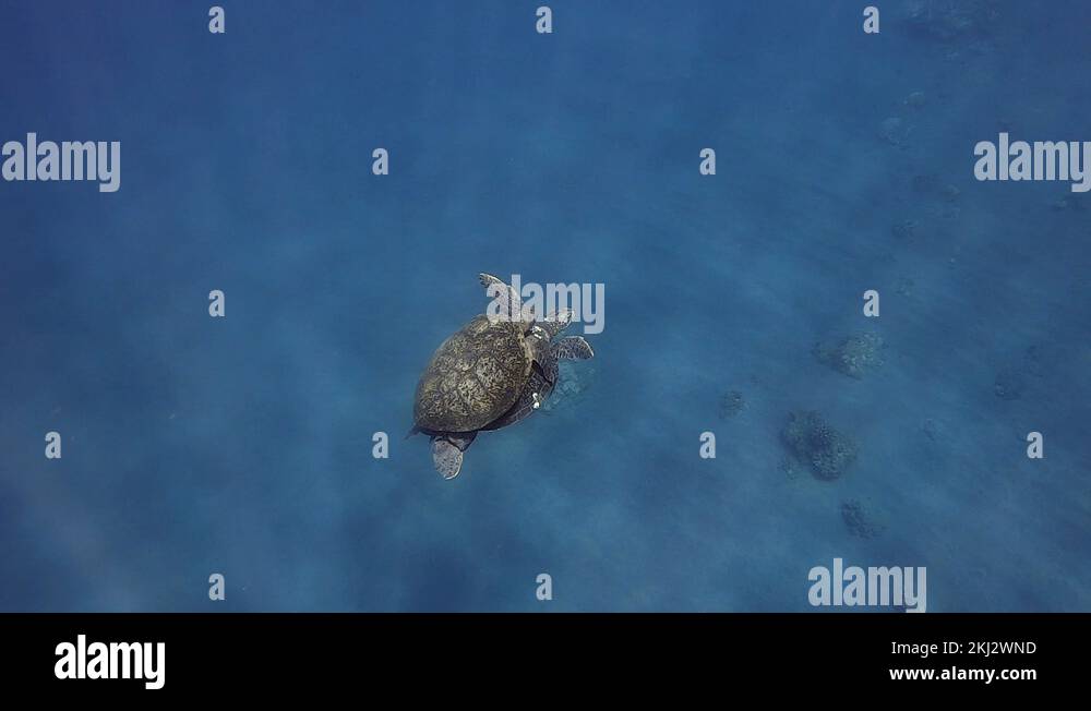 Sea turtles mating Stock Videos & Footage - HD and 4K Video Clips - Alamy