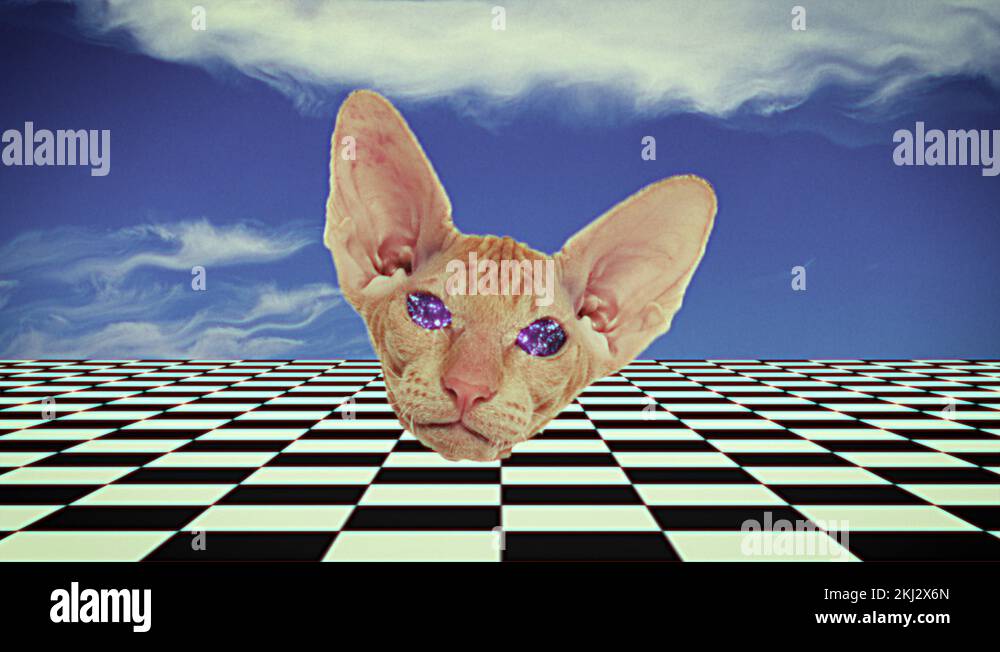 Projection mapping animal Stock Videos & Footage - HD and 4K Video ...