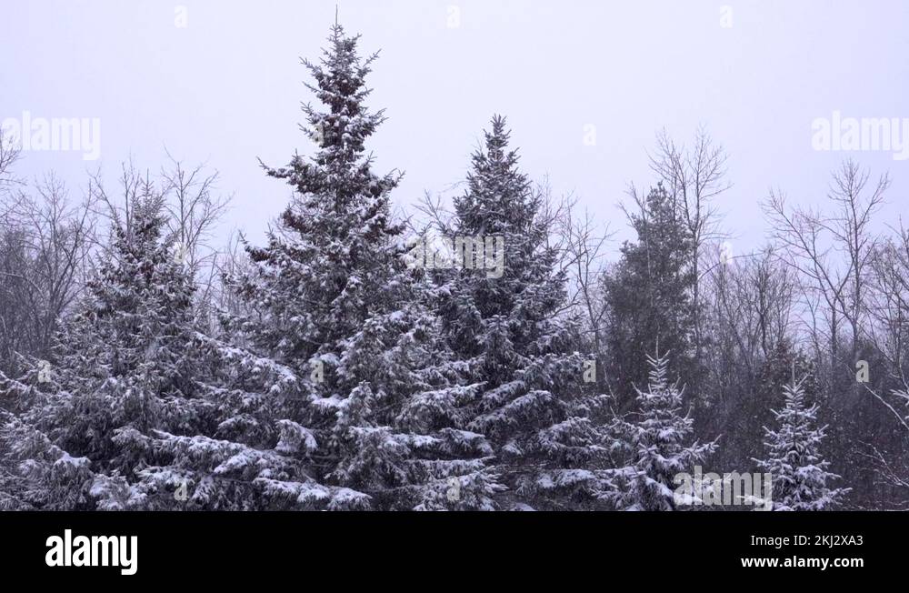 Snow falling on pine trees Stock Videos & Footage - HD and 4K Video ...