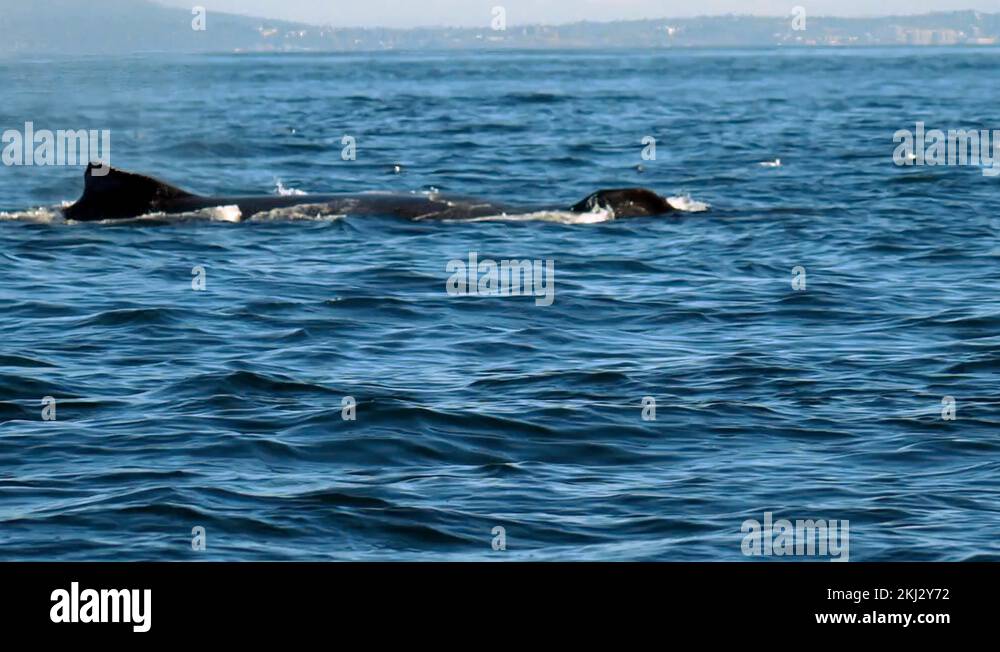 Humpback whale tail out Stock Videos & Footage - HD and 4K Video Clips ...