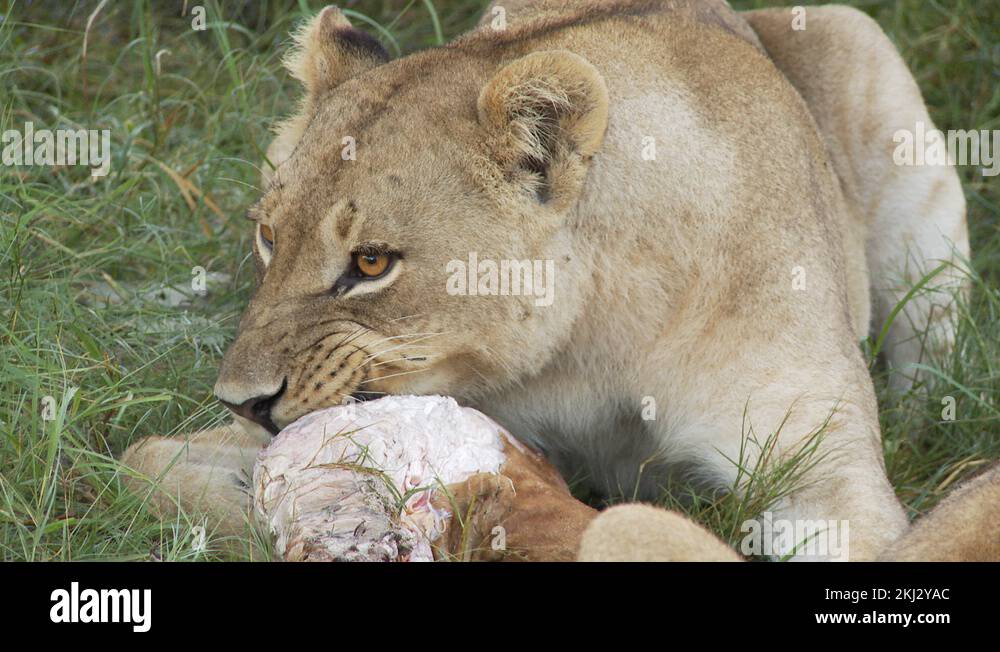 African Lion feeds, chewing on knee joint of recently killed giraffe ...
