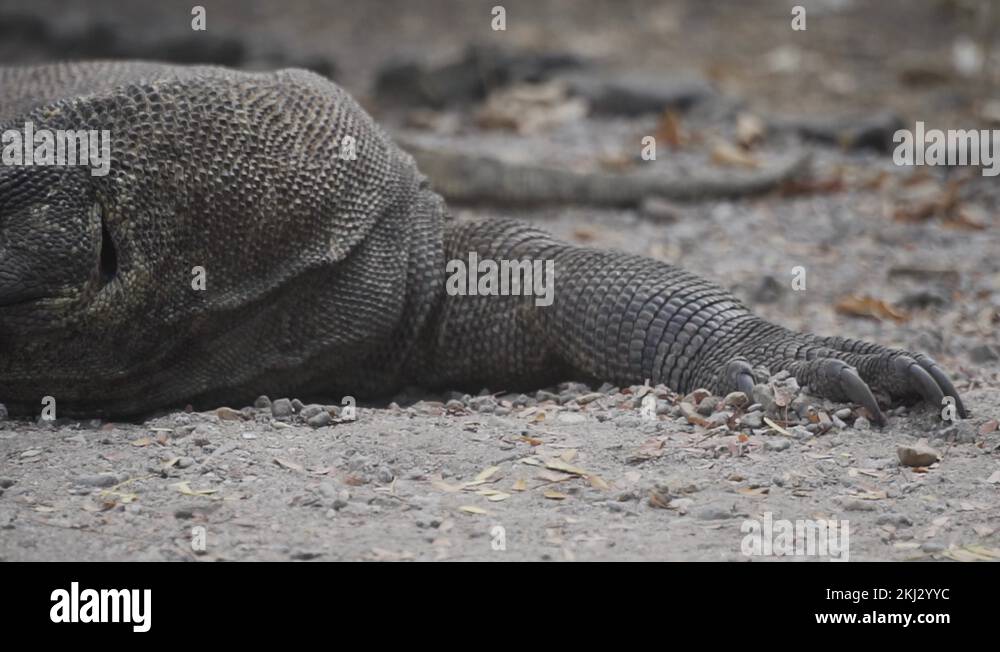 Dragon in komodo national park Stock Videos & Footage - HD and 4K Video ...