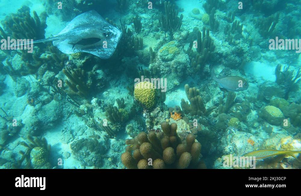 Sting Ray Swimming Underwater in Turks and Caicos Stock Video Footage ...
