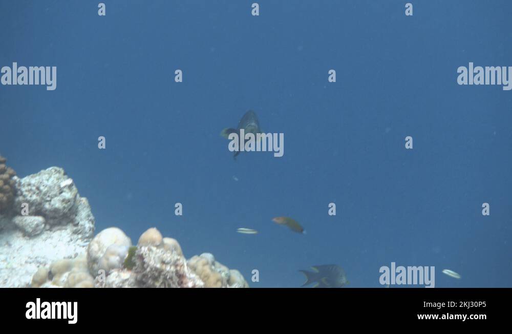 Coronation trout Stock Videos & Footage - HD and 4K Video Clips - Alamy