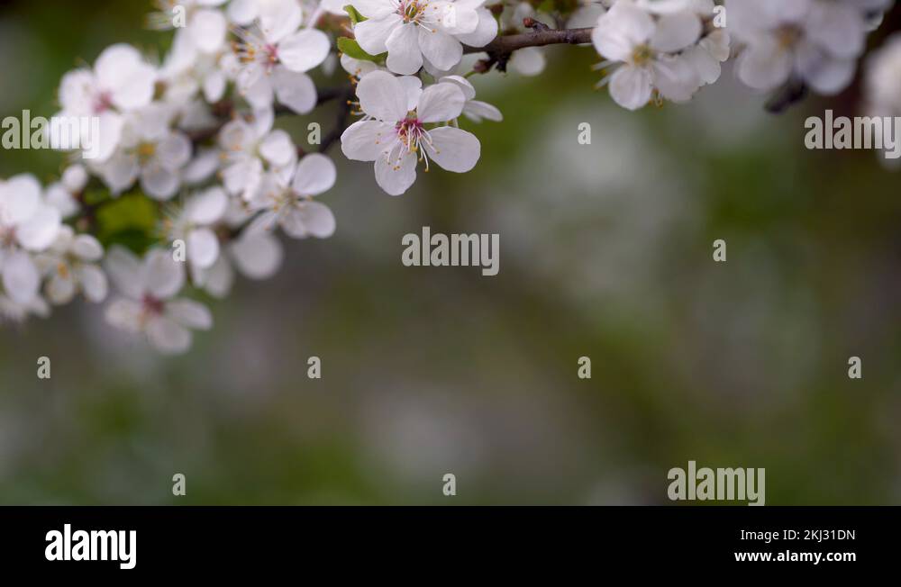 Nature 4k wallpaper Stock Videos & Footage - HD and 4K Video Clips - Alamy