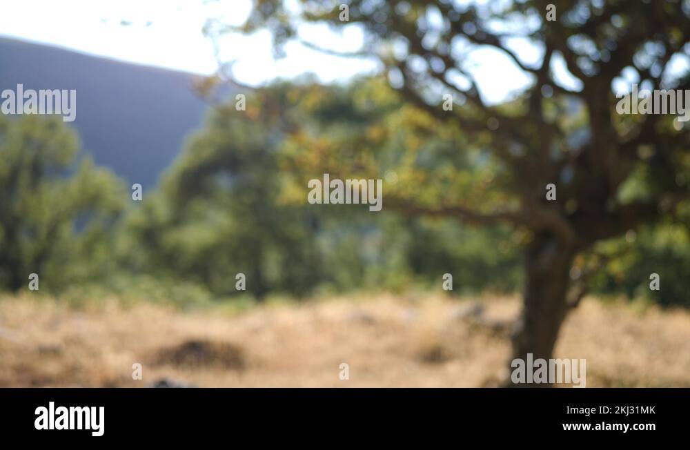 Wild wheat field Stock Videos & Footage - HD and 4K Video Clips - Alamy